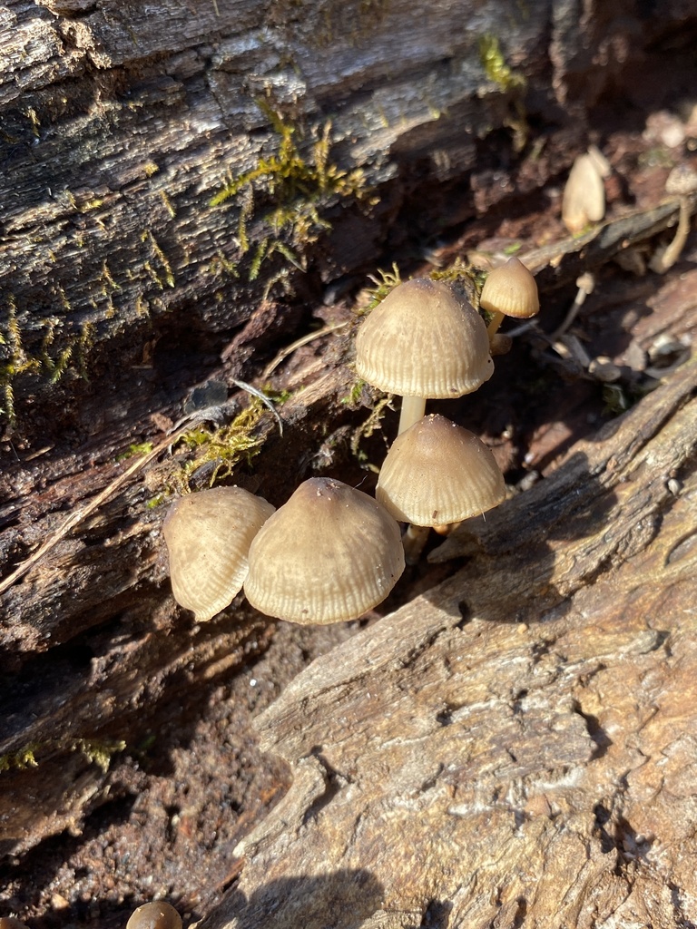 Bonnets in November 2024 by Jim Oehmke · iNaturalist