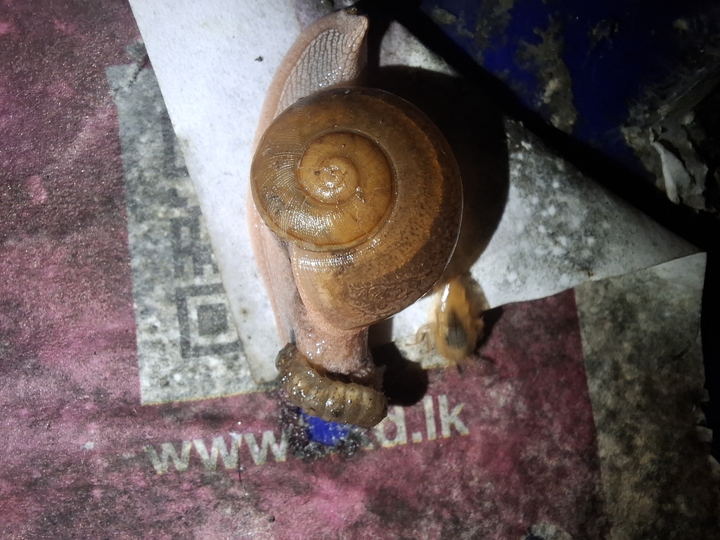 Ariophanta from Anavilundawa, Sri Lanka on November 23, 2024 at 12:52 ...