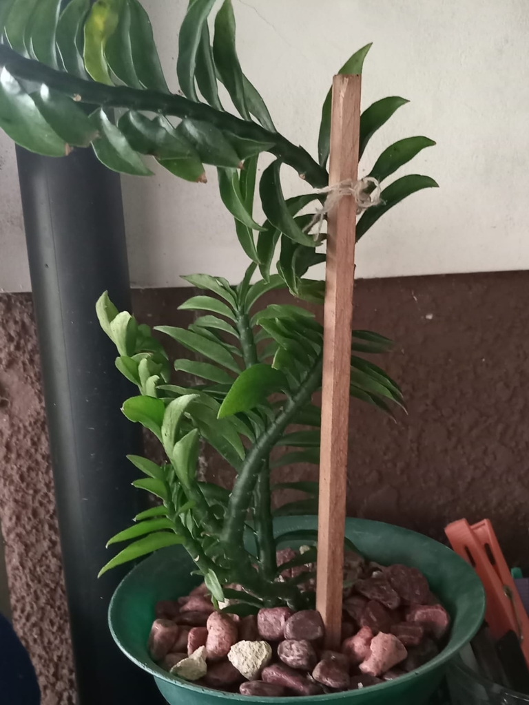 flowering plants from Una Milla by Vianey · iNaturalist