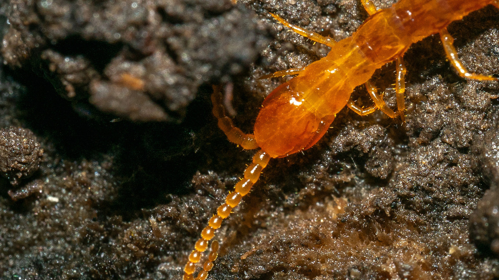 Common Cryptops from 403 Ave Royale, Saint-Joachim, QC G0A 3X0, Canada ...