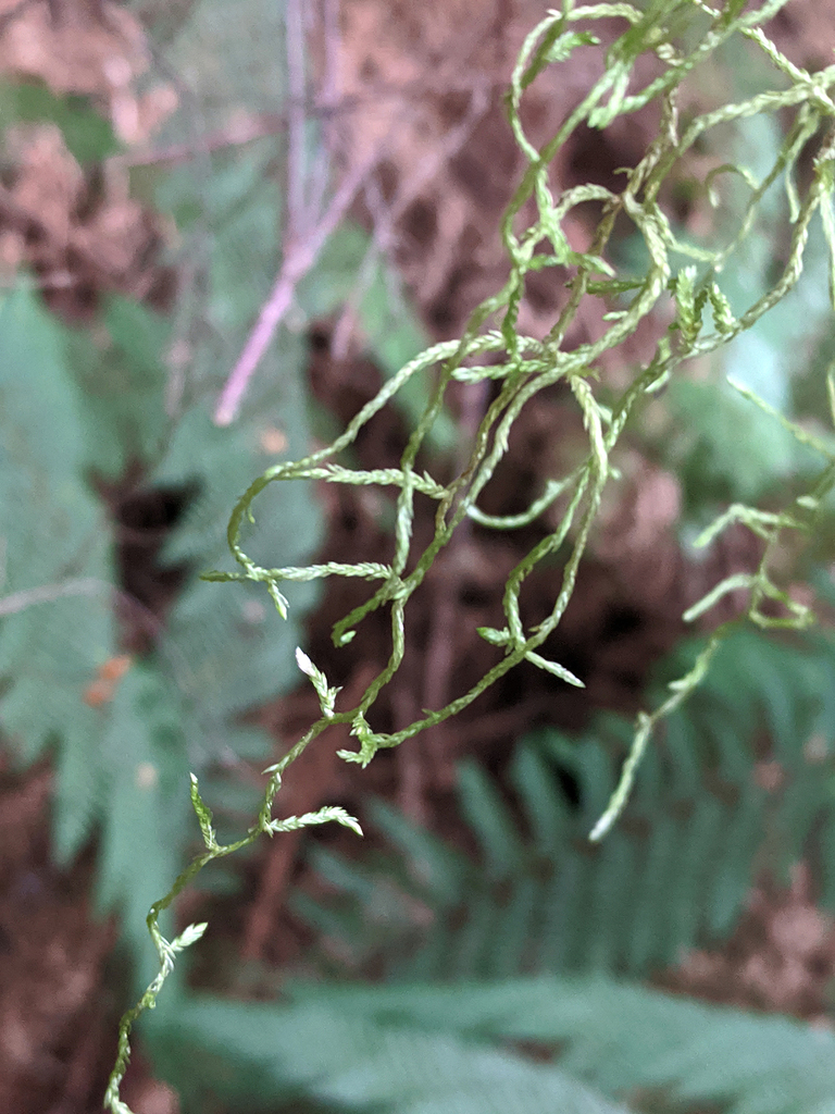 Weymouthia mollis from Loongana TAS 7315, Australia on November 25 ...