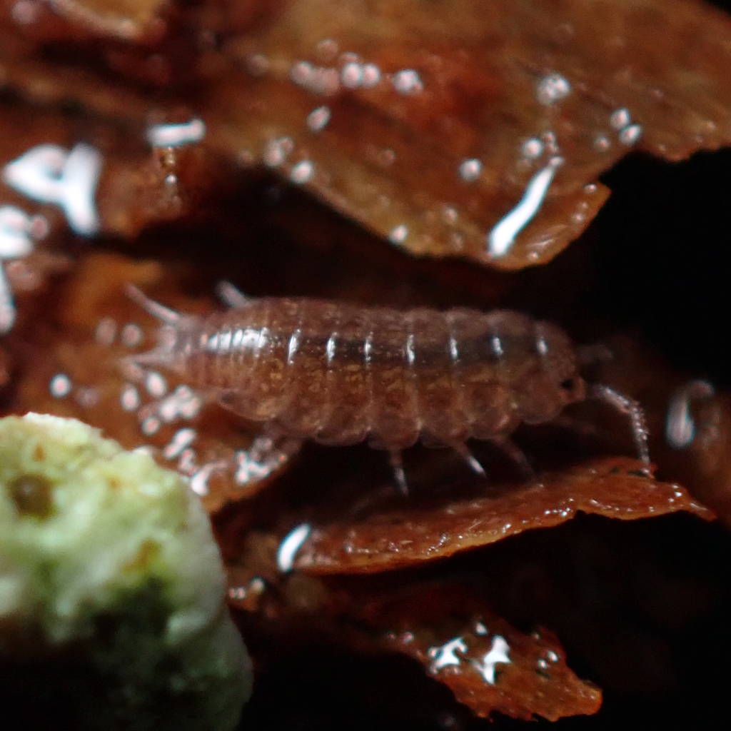 Common Pygmy Woodlouse from Central Vancouver, Vancouver, BC, Canada on ...