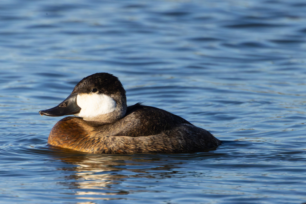 Ruddy Duck from Original Town, Carrollton, TX 75006, USA on November 23 ...
