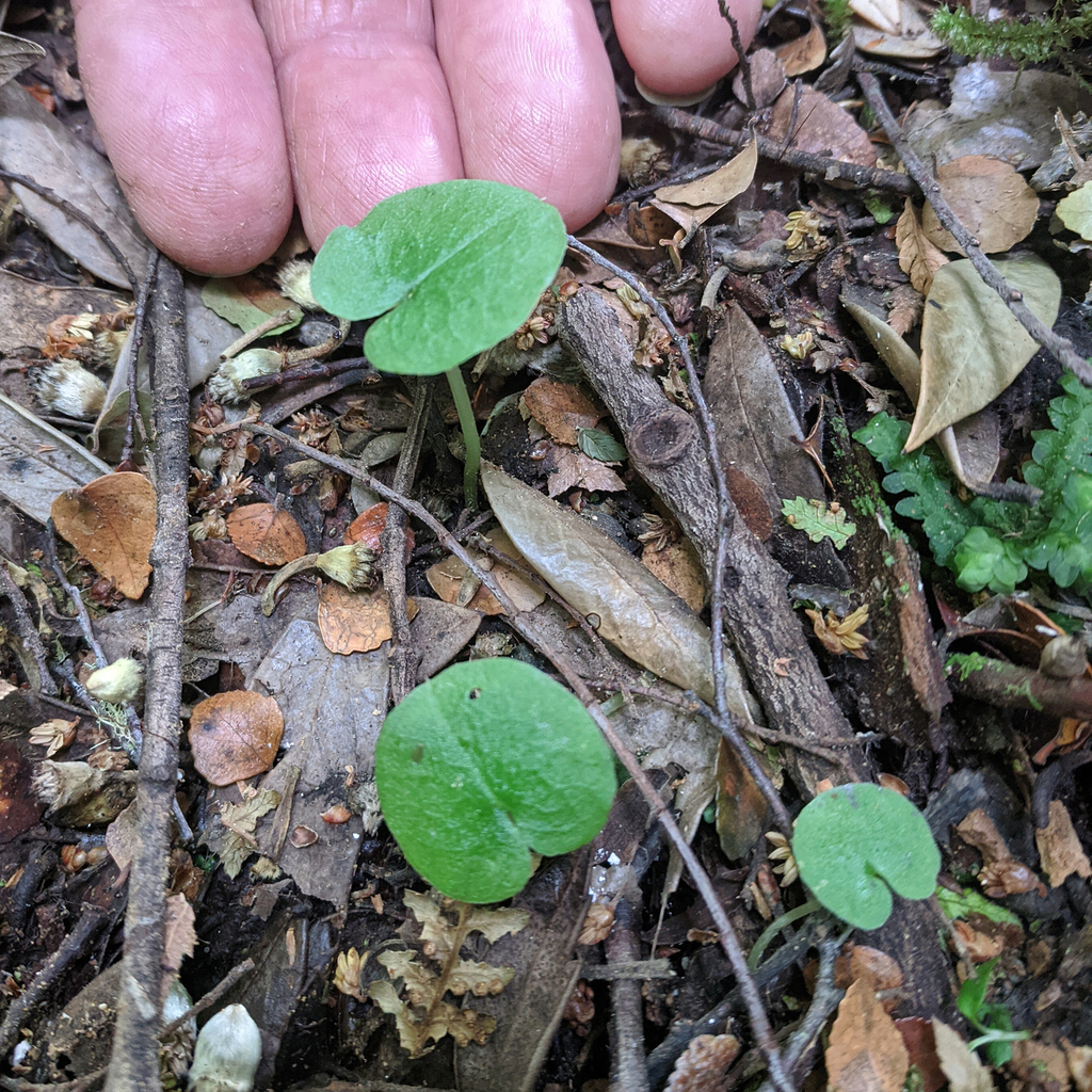 Spider orchids from Loongana TAS 7315, Australia on November 25, 2024 ...