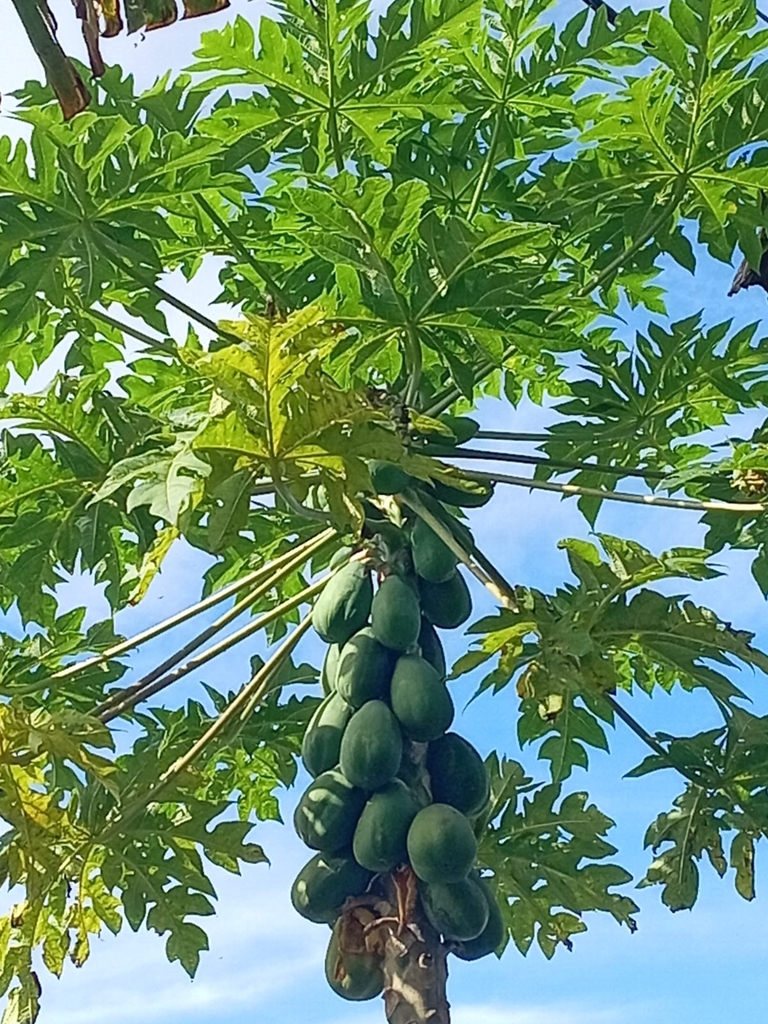 Papaya from Panamá, Provincia de Panamá, Panamá on November 24, 2024 at ...