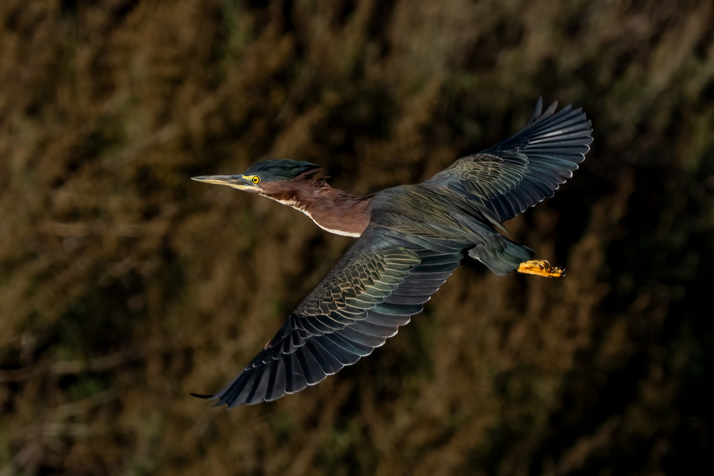 Green Heron from San Joaquin Marsh, Irvine, CA 92612, USA on November ...