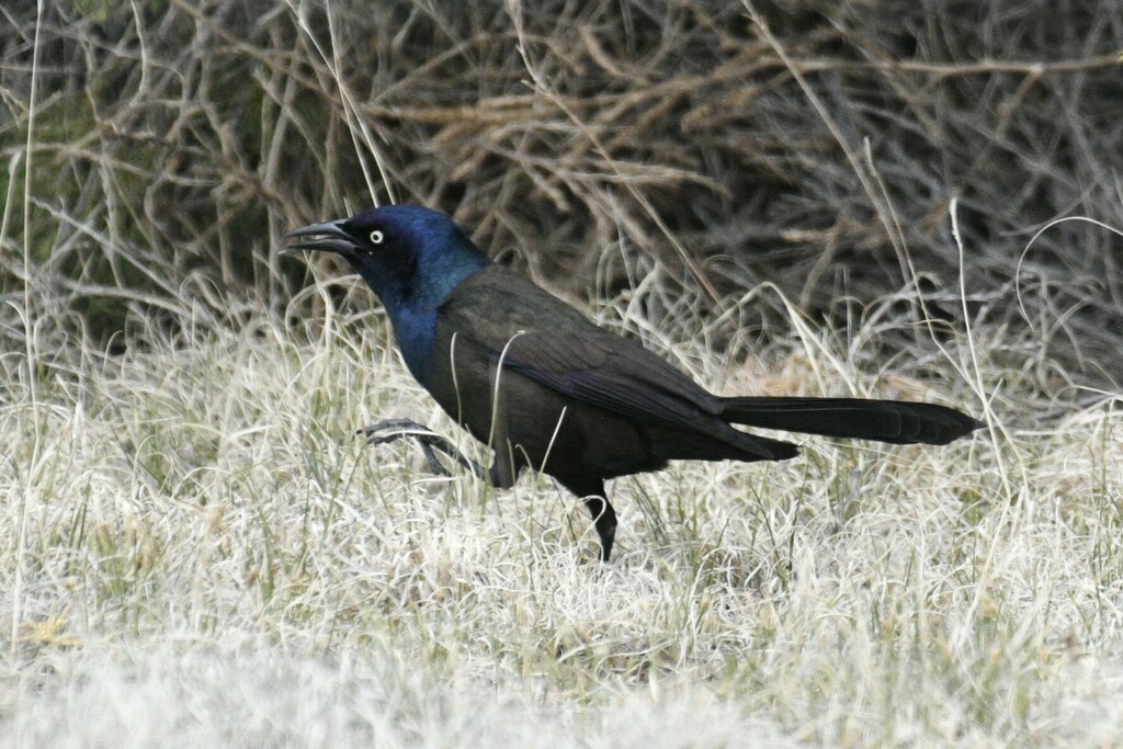 Common Grackle from Larimer County, CO, USA on May 10, 2024 at 02:00 PM ...