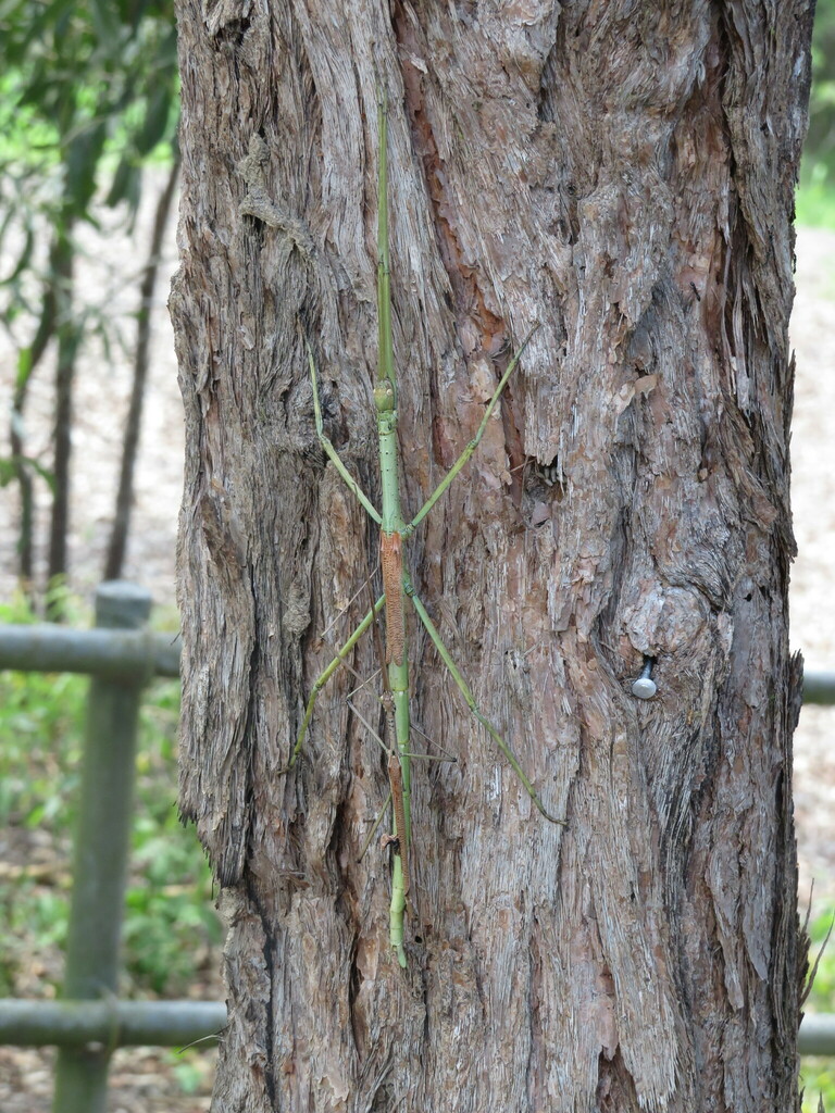 tessellated stick insect from Brisbane QLD, Australia on November 25 ...