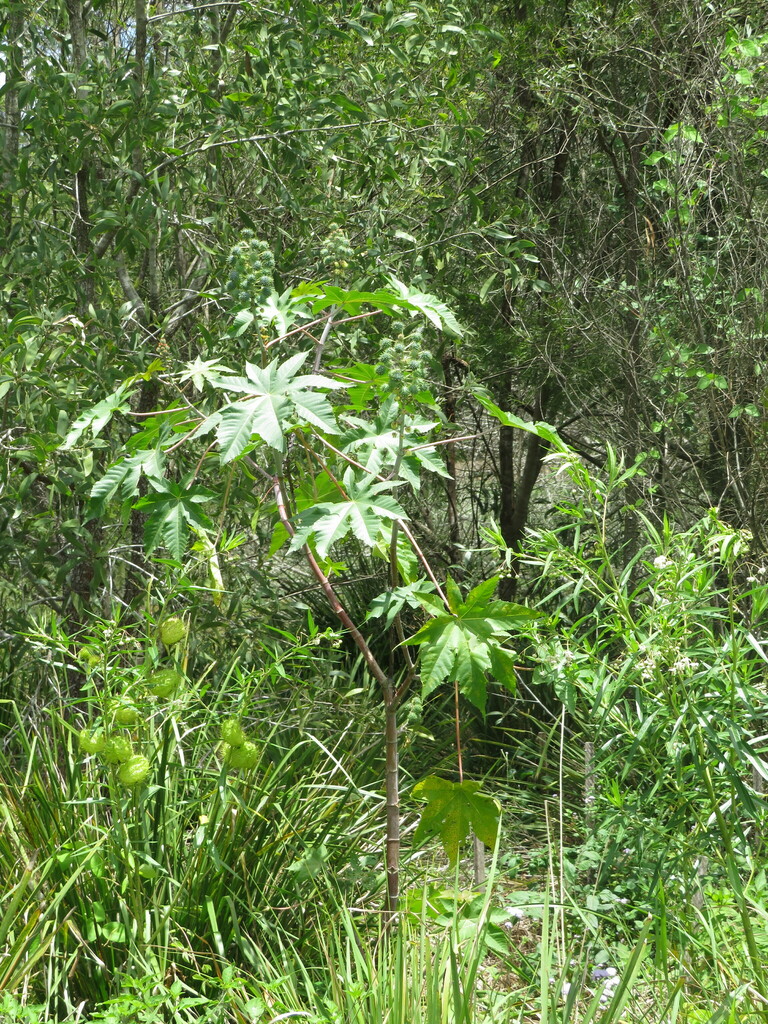 castor bean from Brisbane QLD, Australia on November 25, 2024 at 11:57 ...