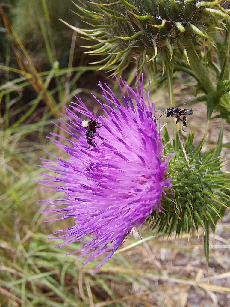 Tetragonula from Brisbane QLD, Australia on November 25, 2024 at 12:10 ...