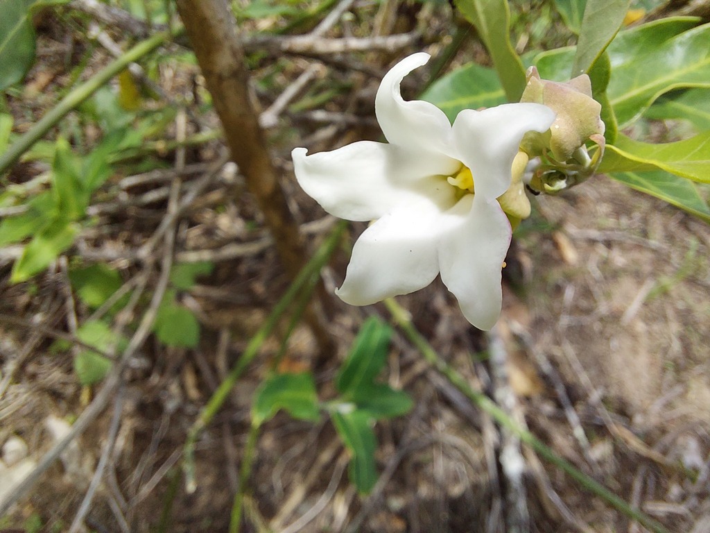 Moth Vine from Brisbane QLD, Australia on November 25, 2024 at 12:37 PM ...