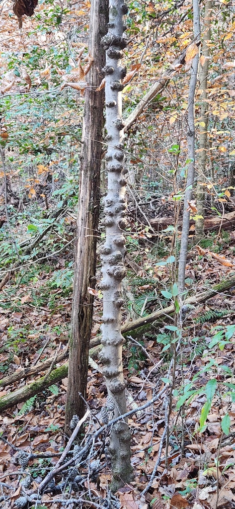 dicots from Preddy Creek Park, Albemarle County, VA, USA on November 16 ...