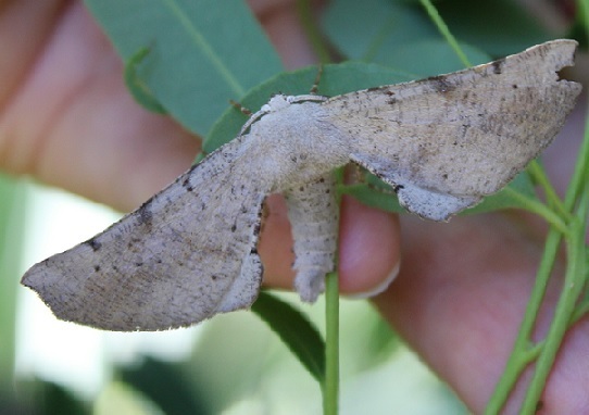 Broken Leaf Moth from Smiths Lake NSW 2428, Australia on November 25 ...