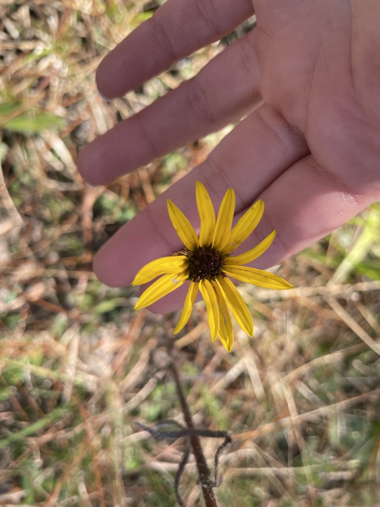 Variableleaf Sunflower in November 2024 by Leyla · iNaturalist