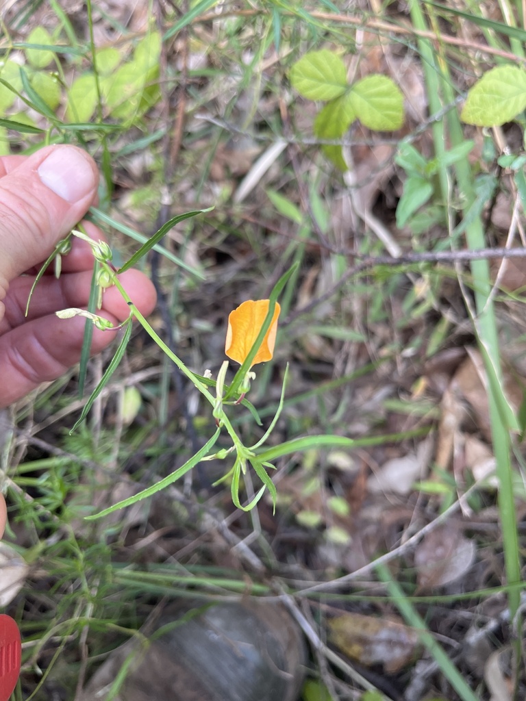 spade flower from Southeast Outer Brisbane, Mount Gravatt, QLD, AU on ...