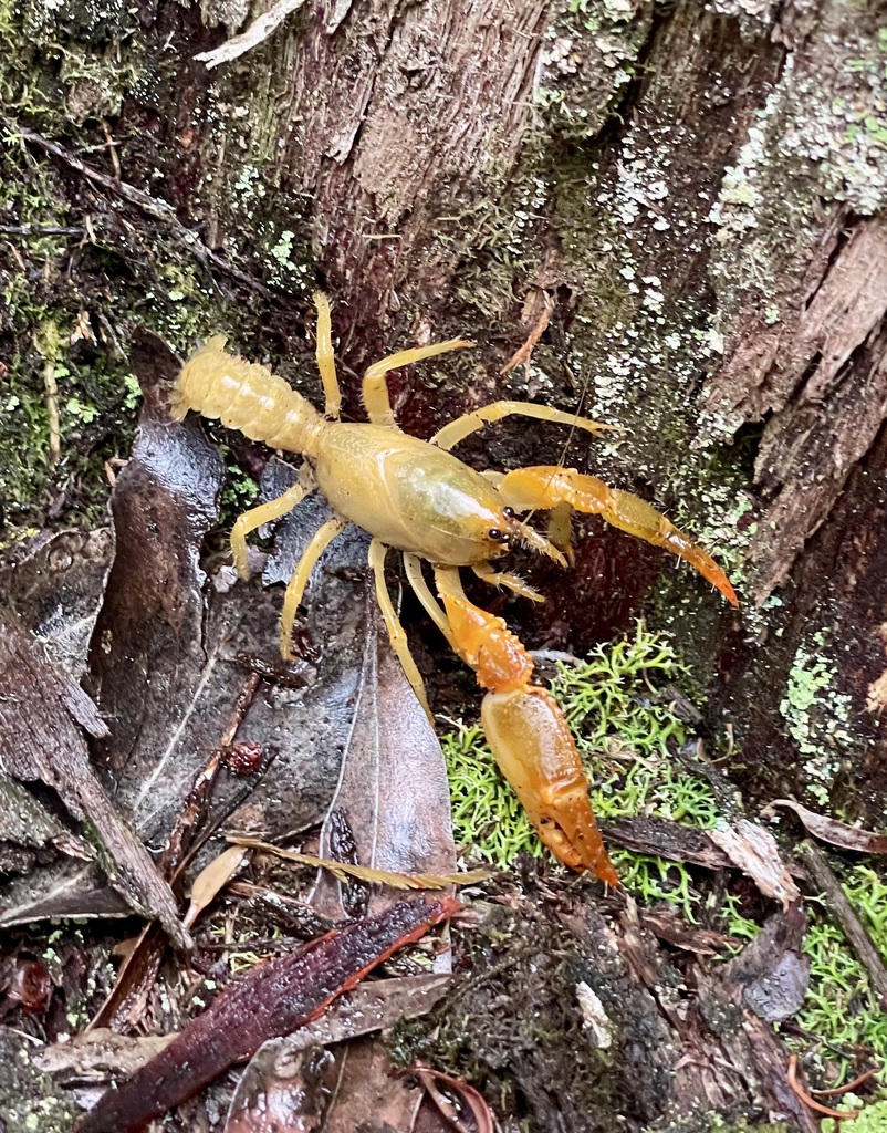 Tubercle Burrowing Crayfish from Dandenong Ranges National Park ...