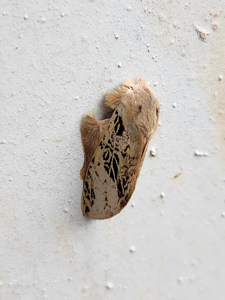Butterflies and Moths from Ivindo, Gabon on November 25, 2024 at 06:15 ...