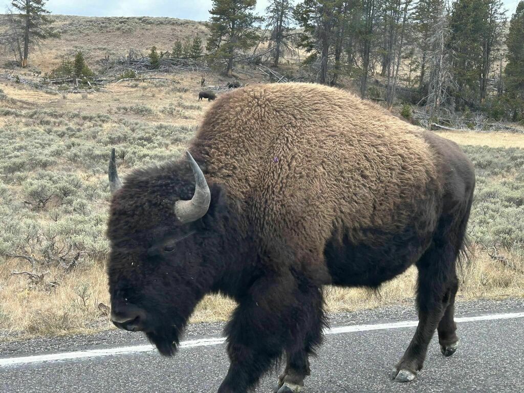 American Bison from Hayden Valley, Wyoming 82190, USA on October 22 ...