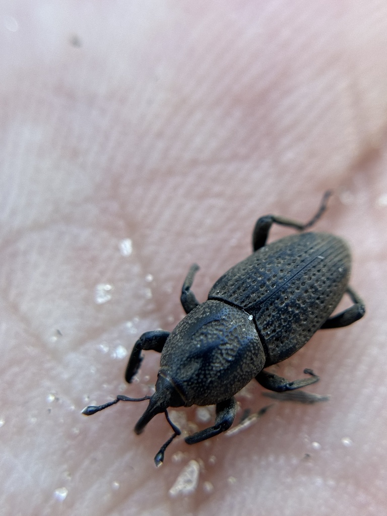 Hunting Billbug from Lake Hatchineha, Haines City, FL, US on November ...