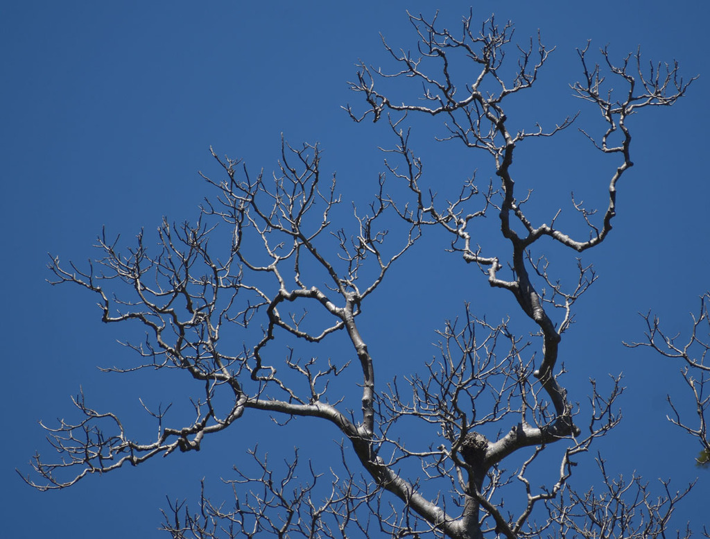 Propeller Tree (Gyrocarpus americanus) - Botanical Realm