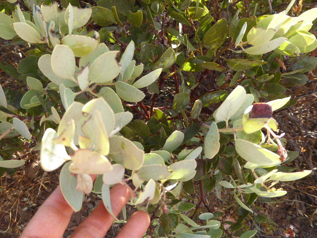 Eastwood's Manzanita from Tijuana, Baja California, Mexico on November ...