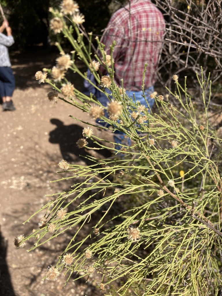 Desert Broom from Ensenada, B.C., MX on November 24, 2024 at 11:44 AM ...