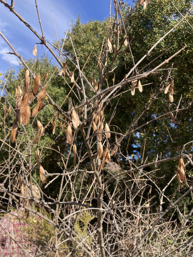 California Ash from Ensenada, B.C., MX on November 24, 2024 at 11:43 AM ...