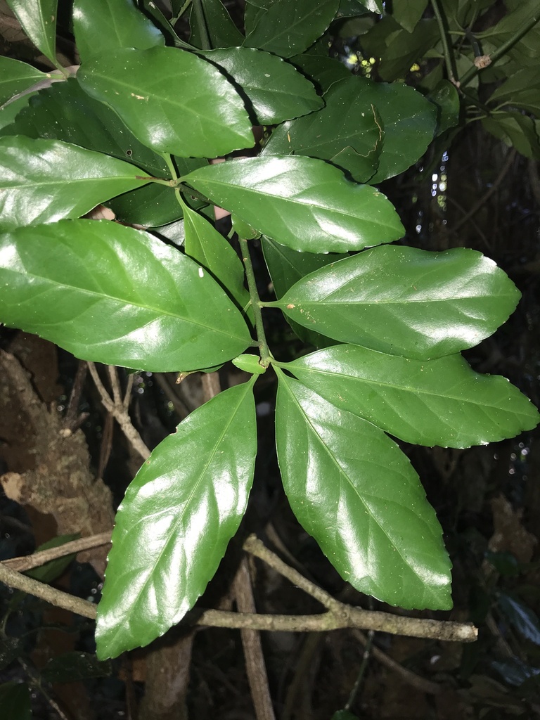 Japanese spindle tree from Shimokoshikicho Katanoura, Satsumasendai ...