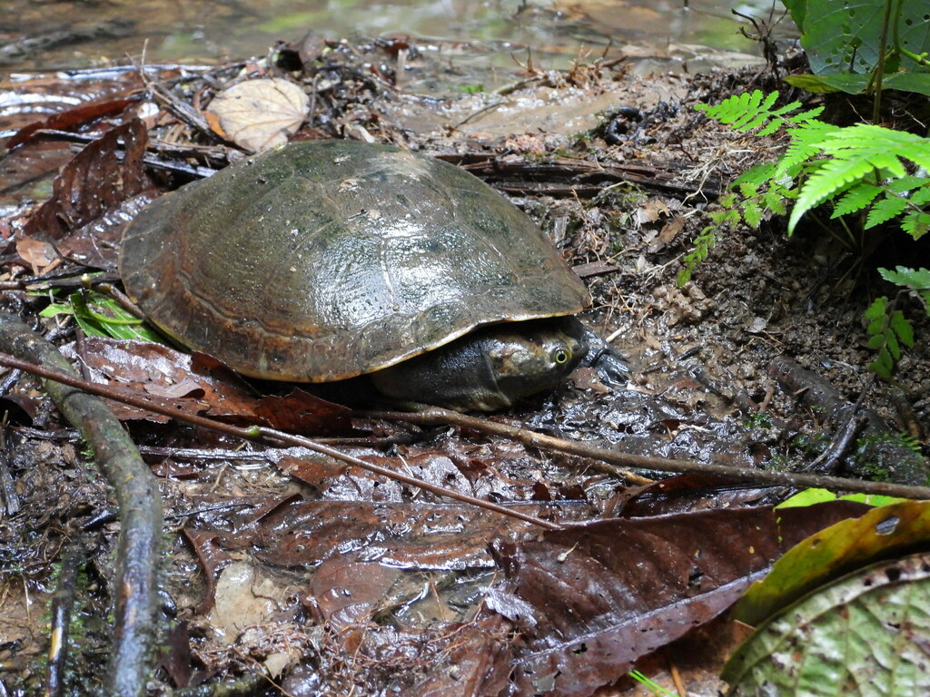 Australasian Snapping Turtles from Distrik Aroba, Kabupaten Teluk ...