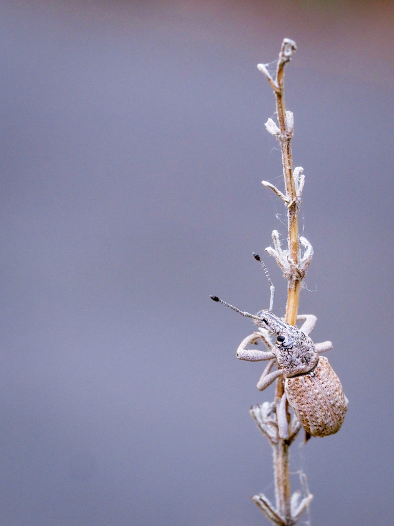 Fruit-tree Root Weevil from Overport Rd, Frankston South, VIC, AU on ...