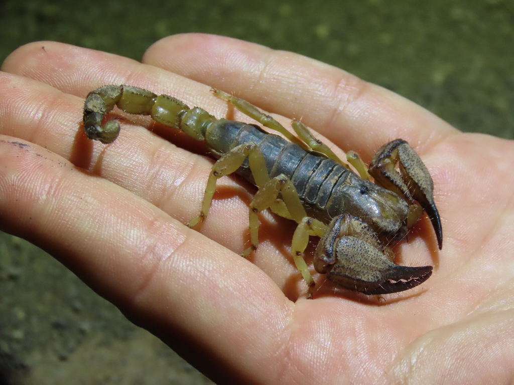 Painted Burrowing Scorpion from Central Karoo District Municipality ...