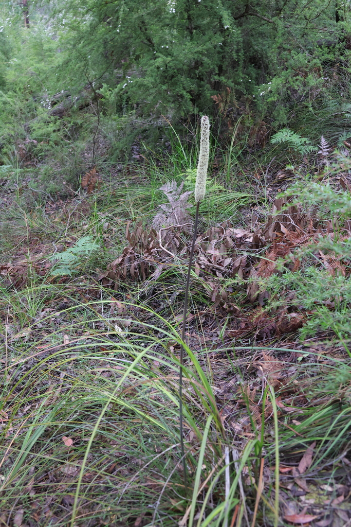 Small Grass-tree from Launching Place VIC 3139, Australia on November ...