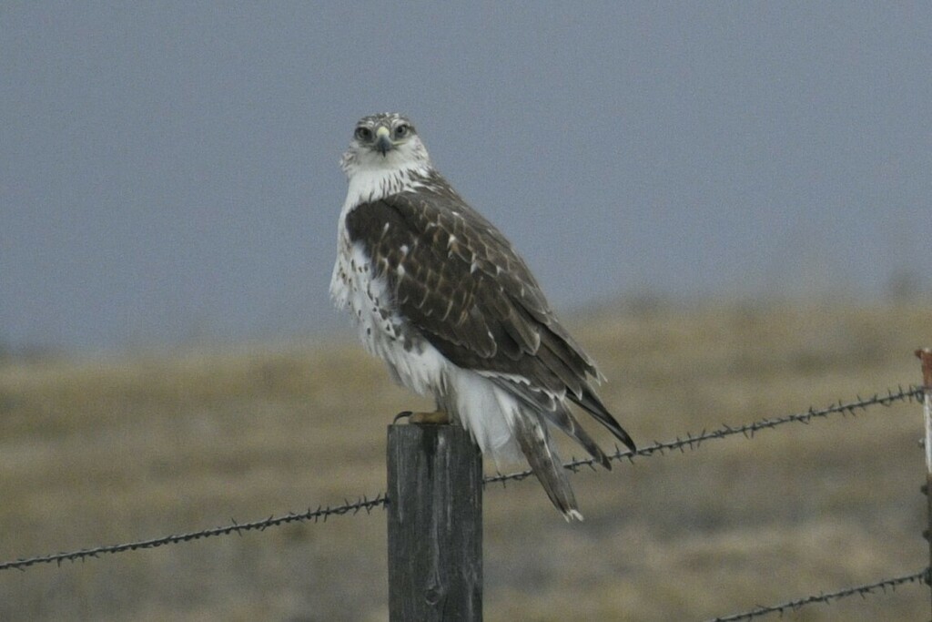 Ferruginous Hawk from Larimer County, CO, USA on November 03, 2024 at ...