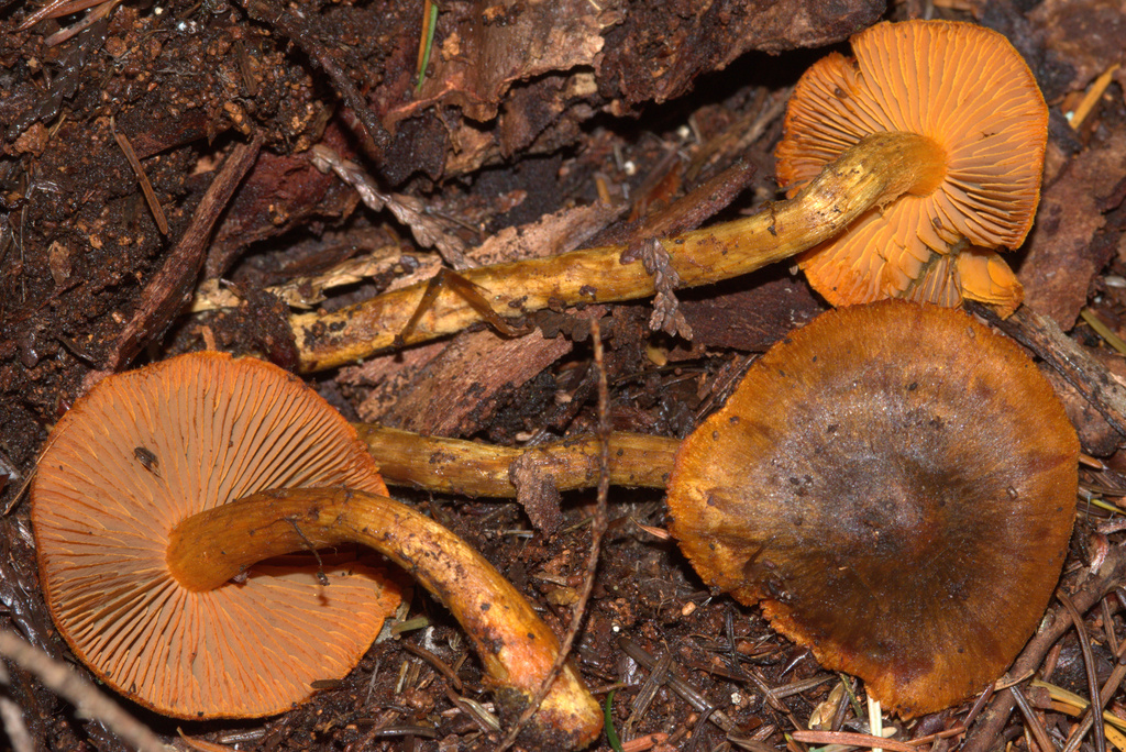 saffron-colored webcap from Metro Vancouver, BC, Canada on November 24 ...