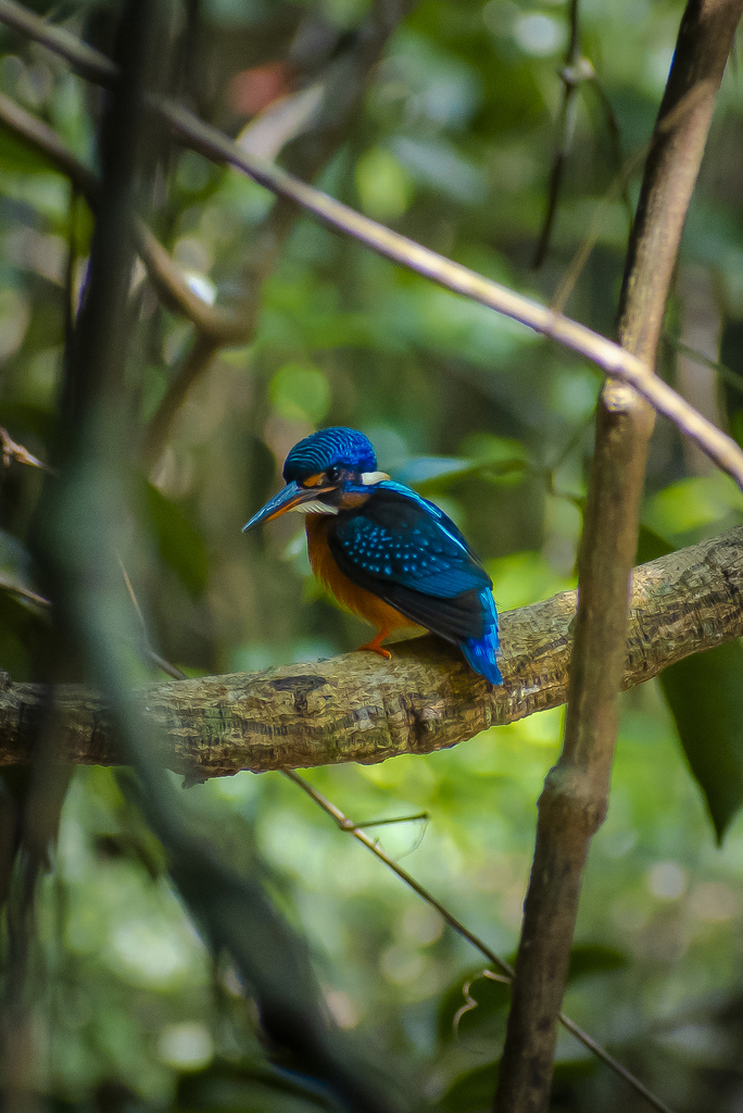 Blue-eared Kingfisher from FXXC+RRV Vanaparvam Biodiversity Park ...