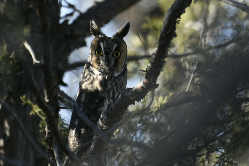 Long-eared Owl in November 2024 by Joshua Smith · iNaturalist