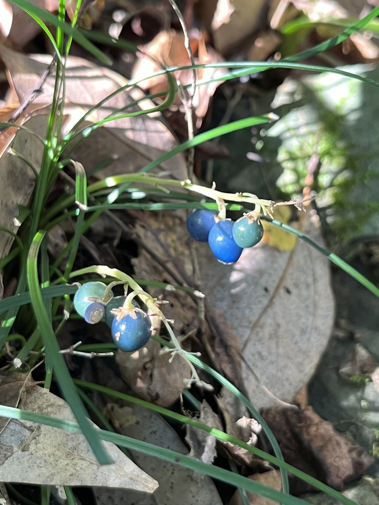 Dwarf Lily-turf from San'inkaigan National Park, Toyooka, Hyogo, JP on ...