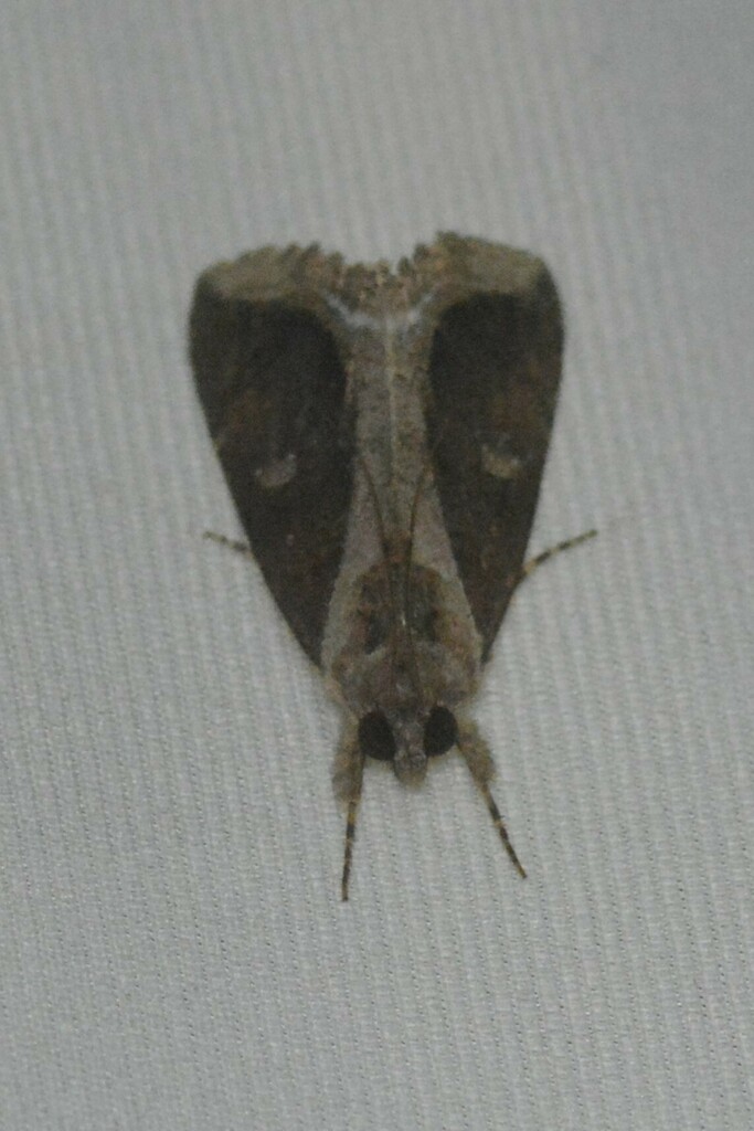 Ercheia cyllaria from Kabbinakad, Yevakapadi, Karnataka 571212, India ...