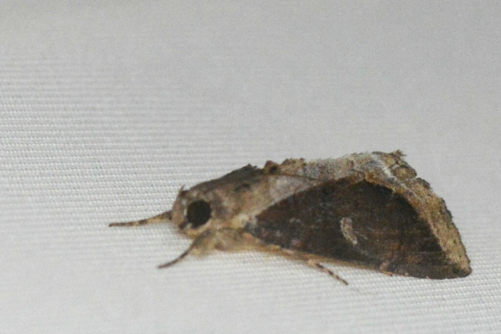 Ercheia cyllaria from Kabbinakad, Yevakapadi, Karnataka 571212, India ...