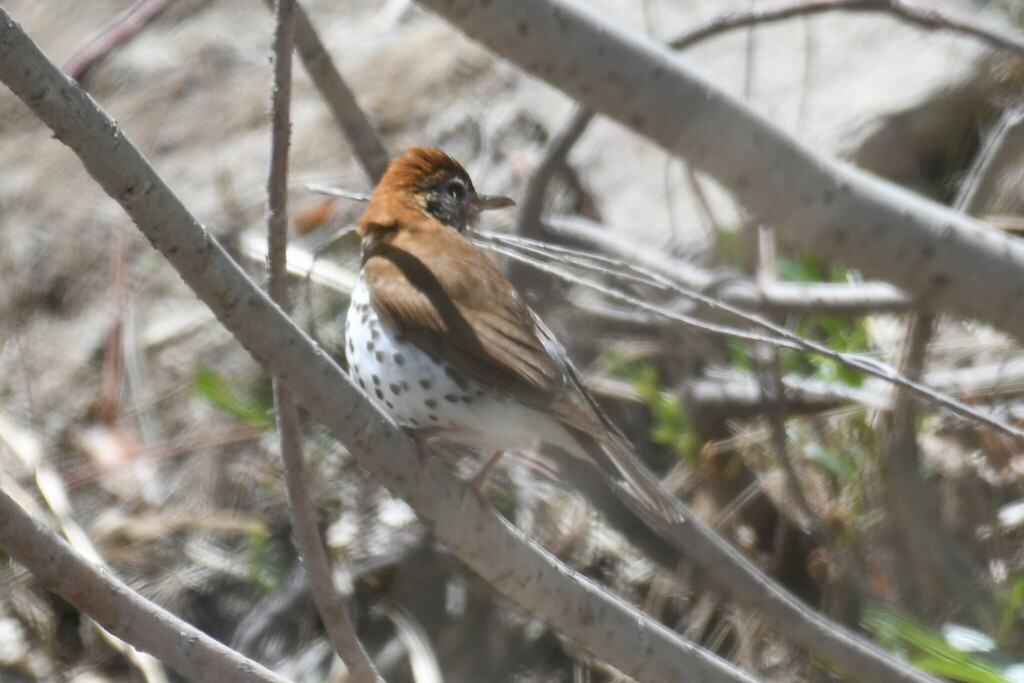 Wood Thrush from Loveland, CO, USA on May 09, 2022 at 11:07 AM by ...