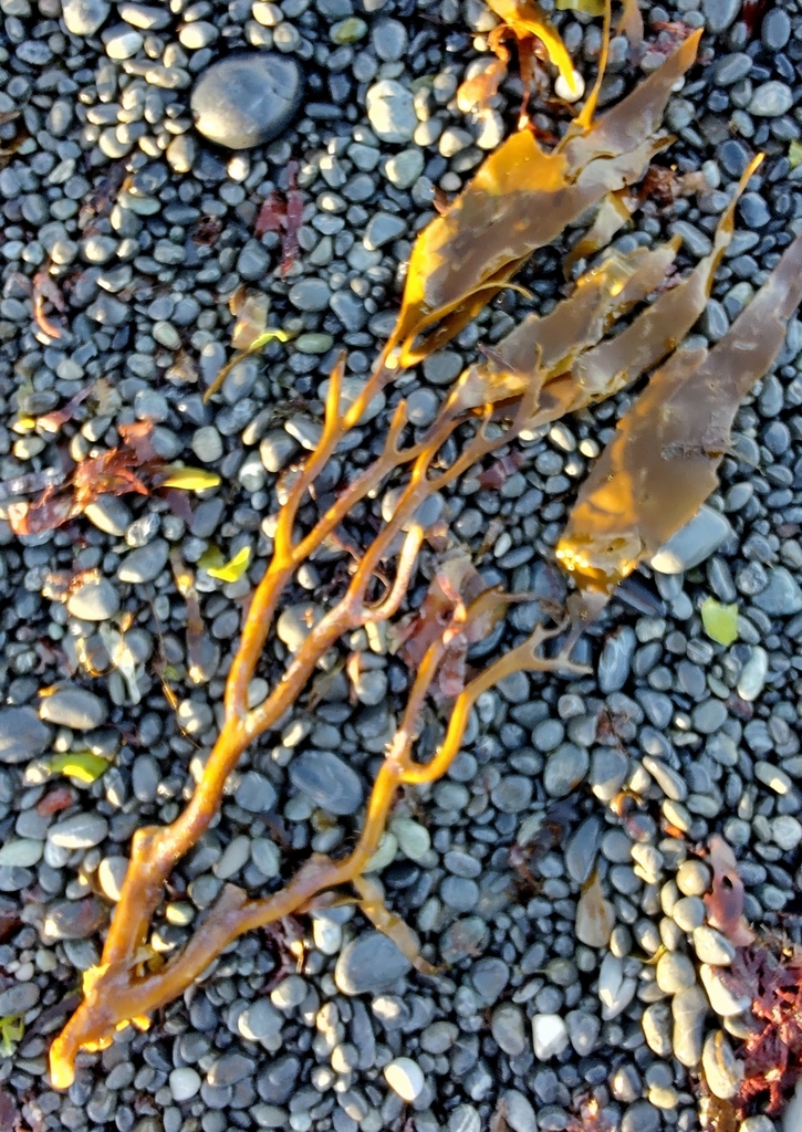Lessonia variegata species complex from Kaikōura 7300, New Zealand on ...