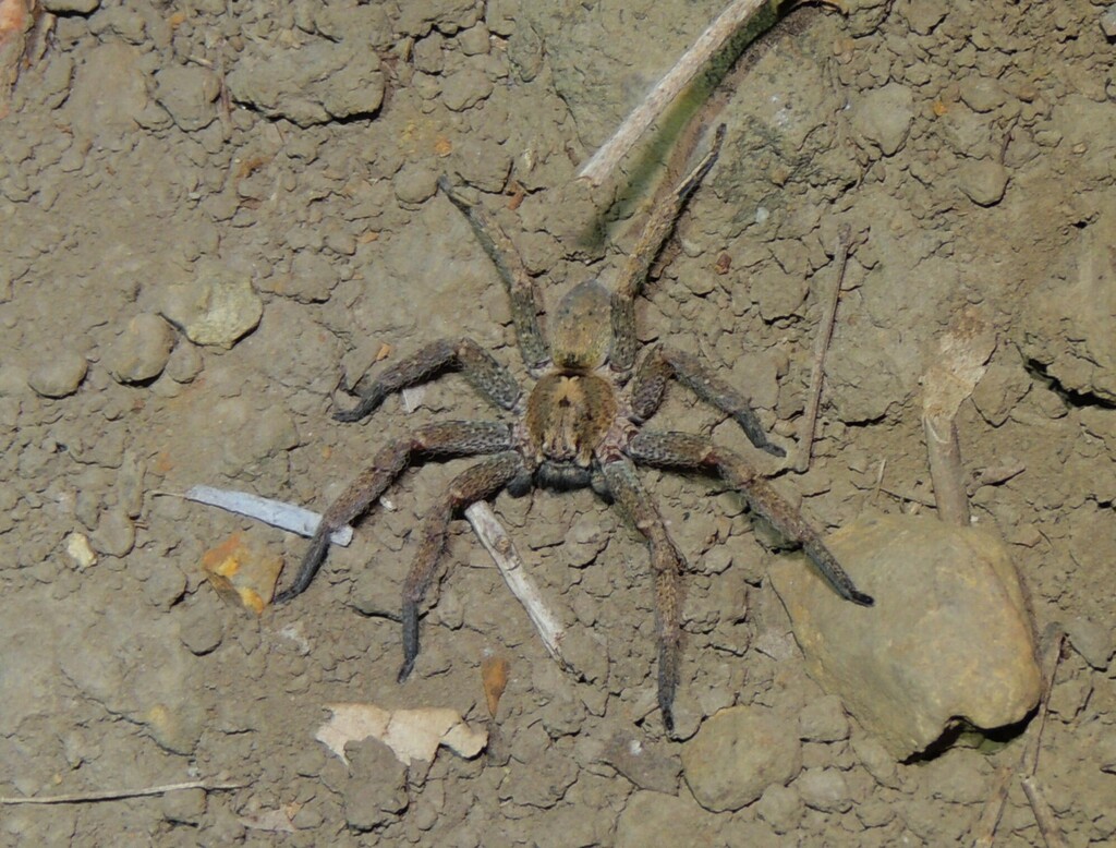 Giant Huntsman Spiders from Strathdickie QLD 4800, Australia on ...