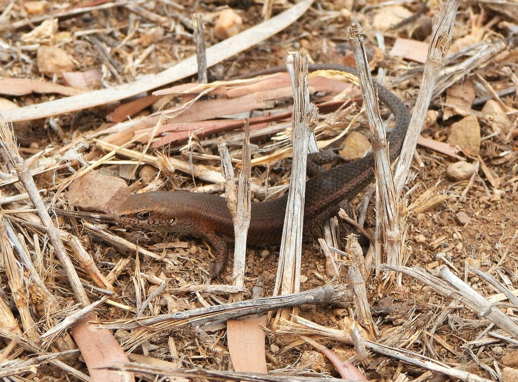 Robust Rainbow Skink from Bowen, AU-QL, AU on November 20, 2024 at 09: ...