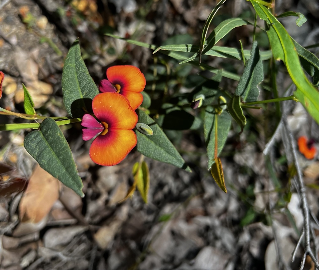 Gompholobium ovatum from Mount Frankland National Park, North Walpole ...