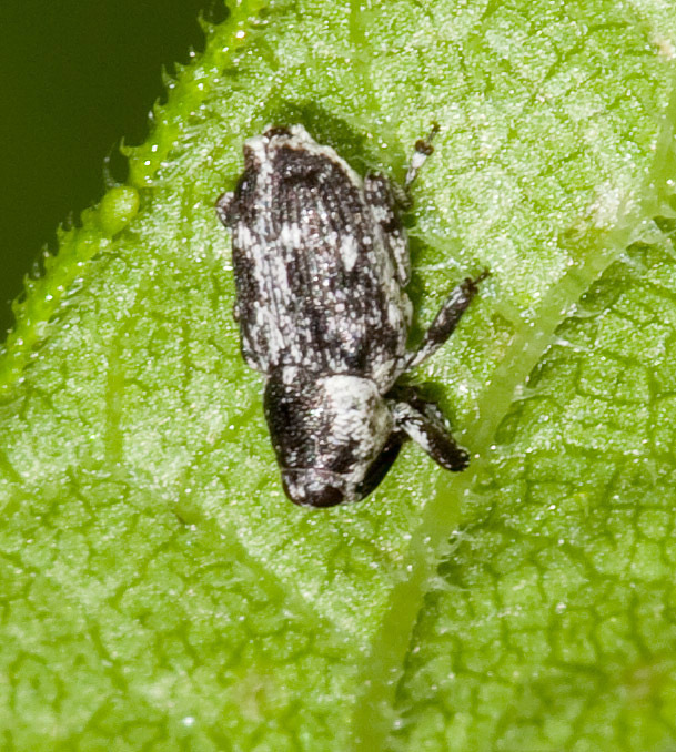 Cylindrocopturus quercus from Upshur County, WV, USA on July 1, 2012 at ...