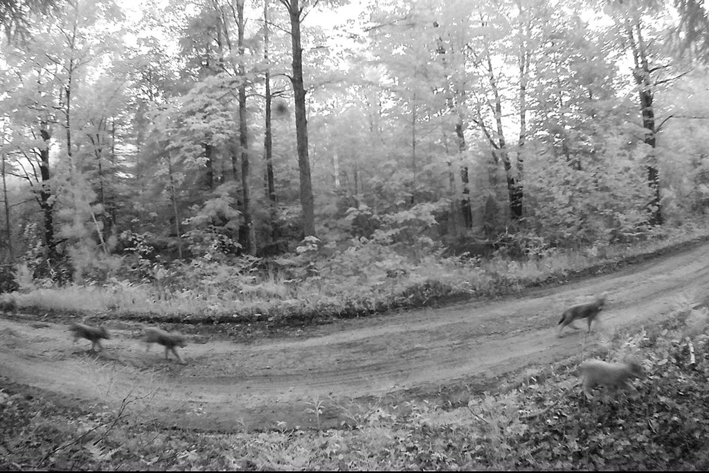 Gray Wolf in June 2019 by Steve Waller. Five wolf pups! (The fifth is ...