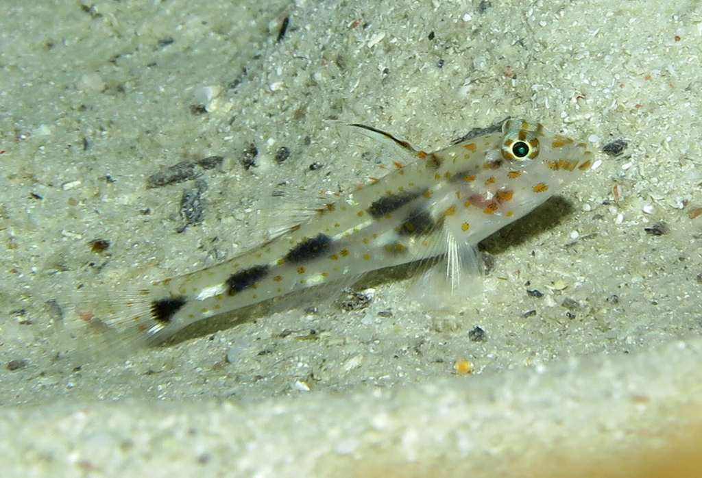 Blotched Goby from Dolphin house, Moalboal, Cebu, Philippines on July 6 ...