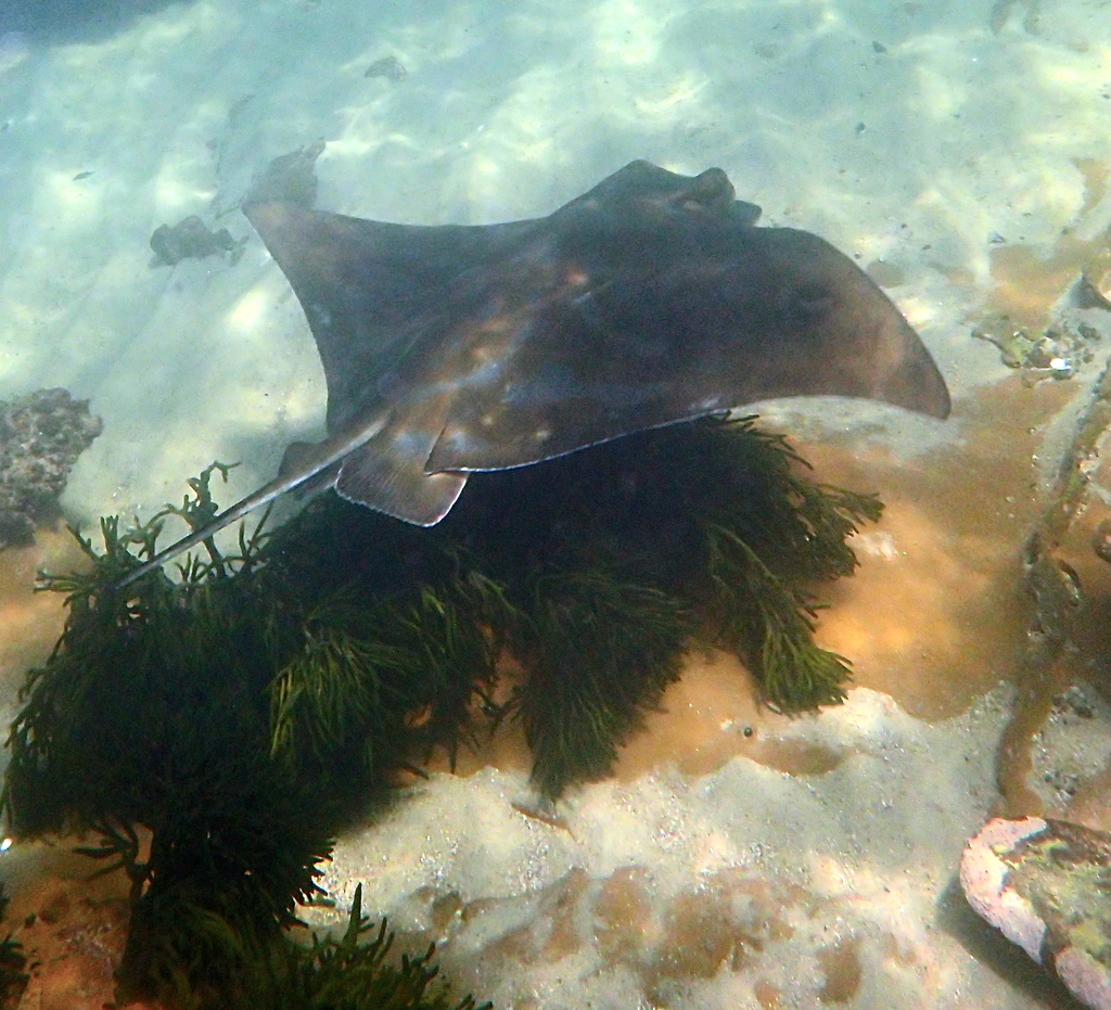 Southern Eagle Ray from Green Point, Brighton VIC 3186, Australia on ...