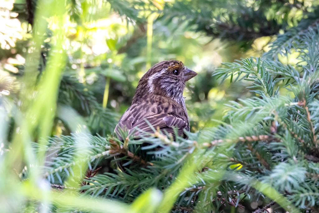 Chinese White-browed Rosefinch from Xining, Qinghai, CN on August 2 ...