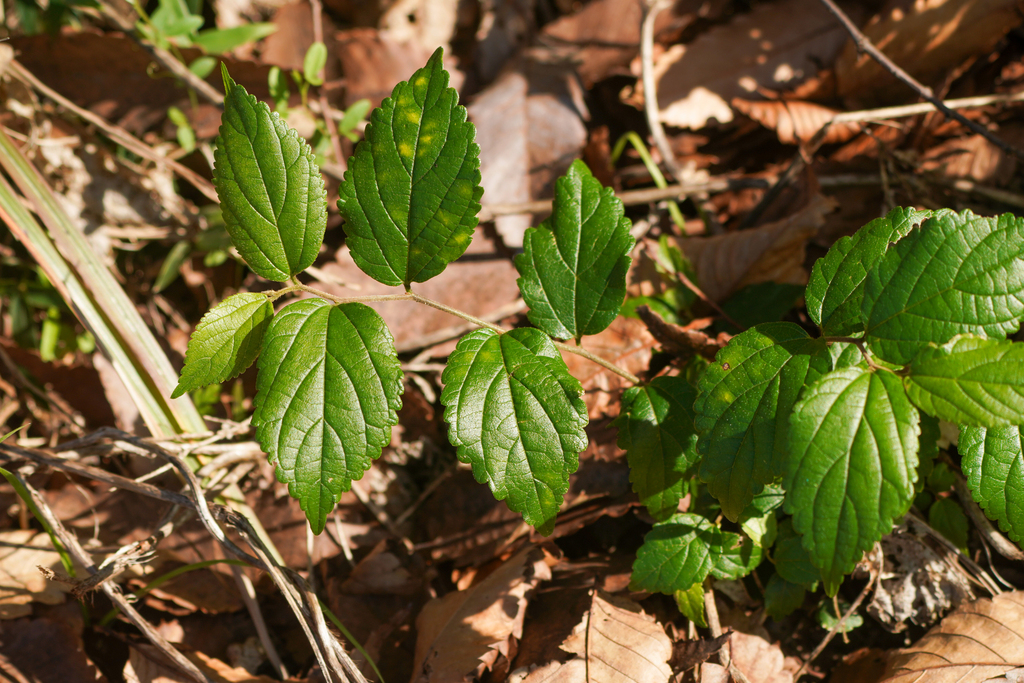 Chinese Hackberry from ひじり坂緑地 on November 25, 2024 at 02:05 PM by ...